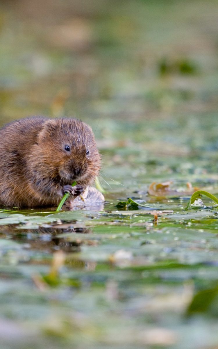 Suffolk Wildlife Trust Savings Accounts - Suffolk Building Society